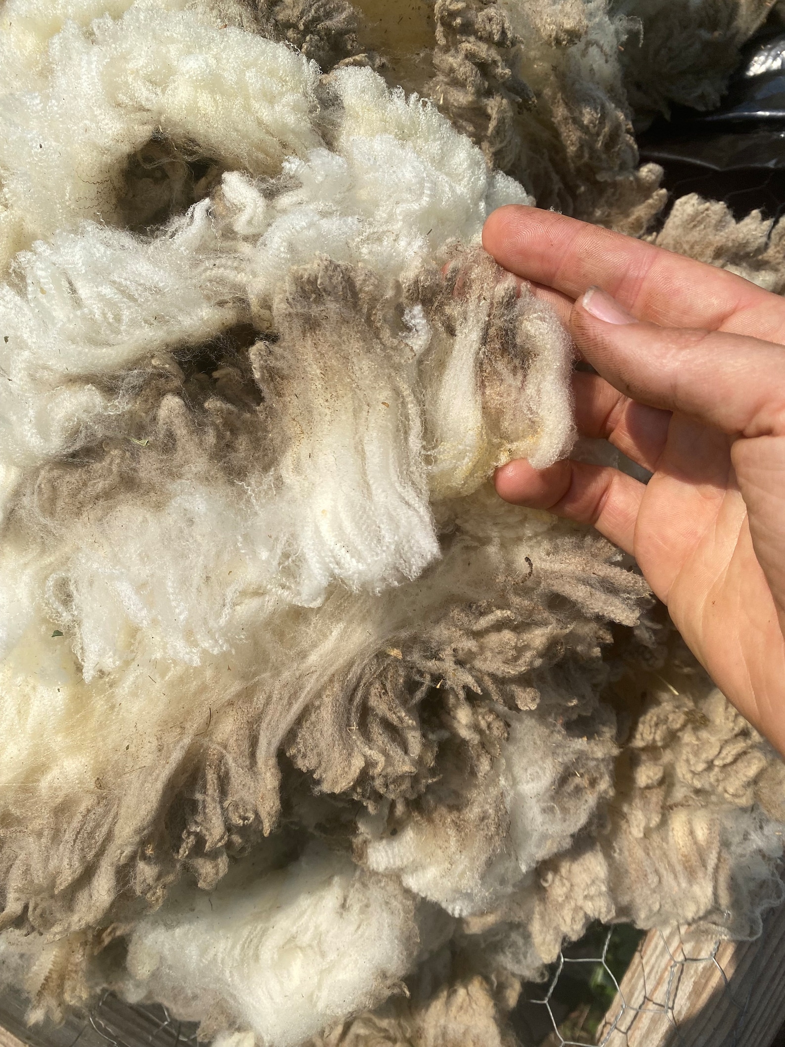 Merino Wool Raw Fleece White 4 Lbs 13 Oz “una” Fresh Sheared 6/24 ...