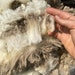 Merino Wool Raw Fleece White 4 Lbs 13 Oz una Fresh Sheared 6/24 ...