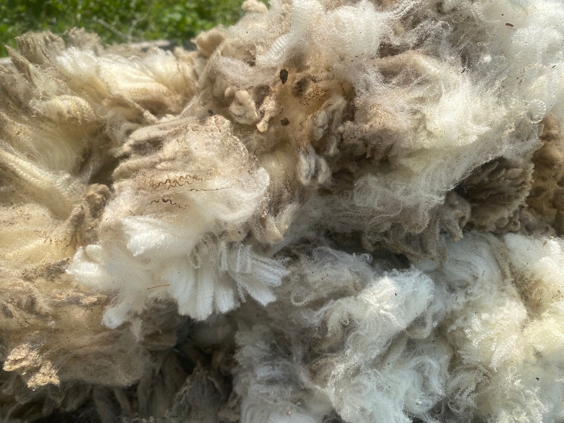 Merino Wool Raw Fleece White 4 Lbs 13 Oz una Fresh Sheared 6/24 ...