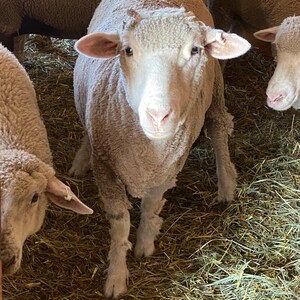 Merino Wool Raw Fleece White 4 Lbs 13 Oz “una” Fresh Sheared 6/24 ...