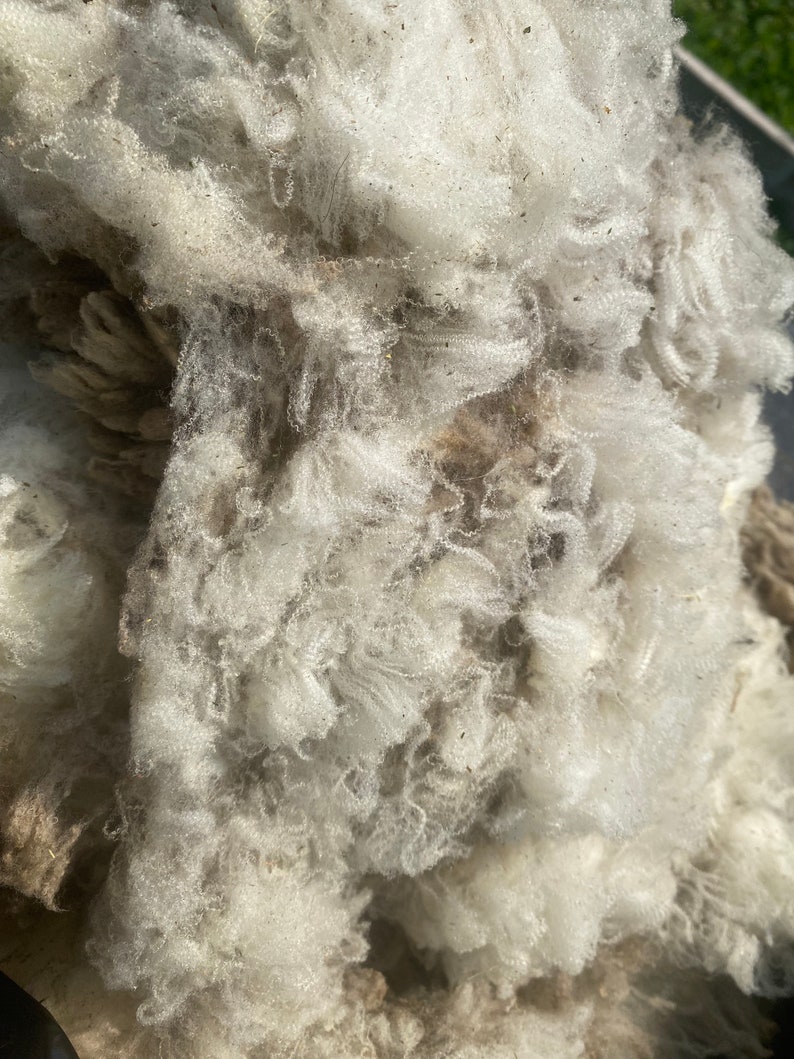 Merino Wool Raw Fleece White 4 Lbs 13 Oz “una” Fresh Sheared 6/24 ...