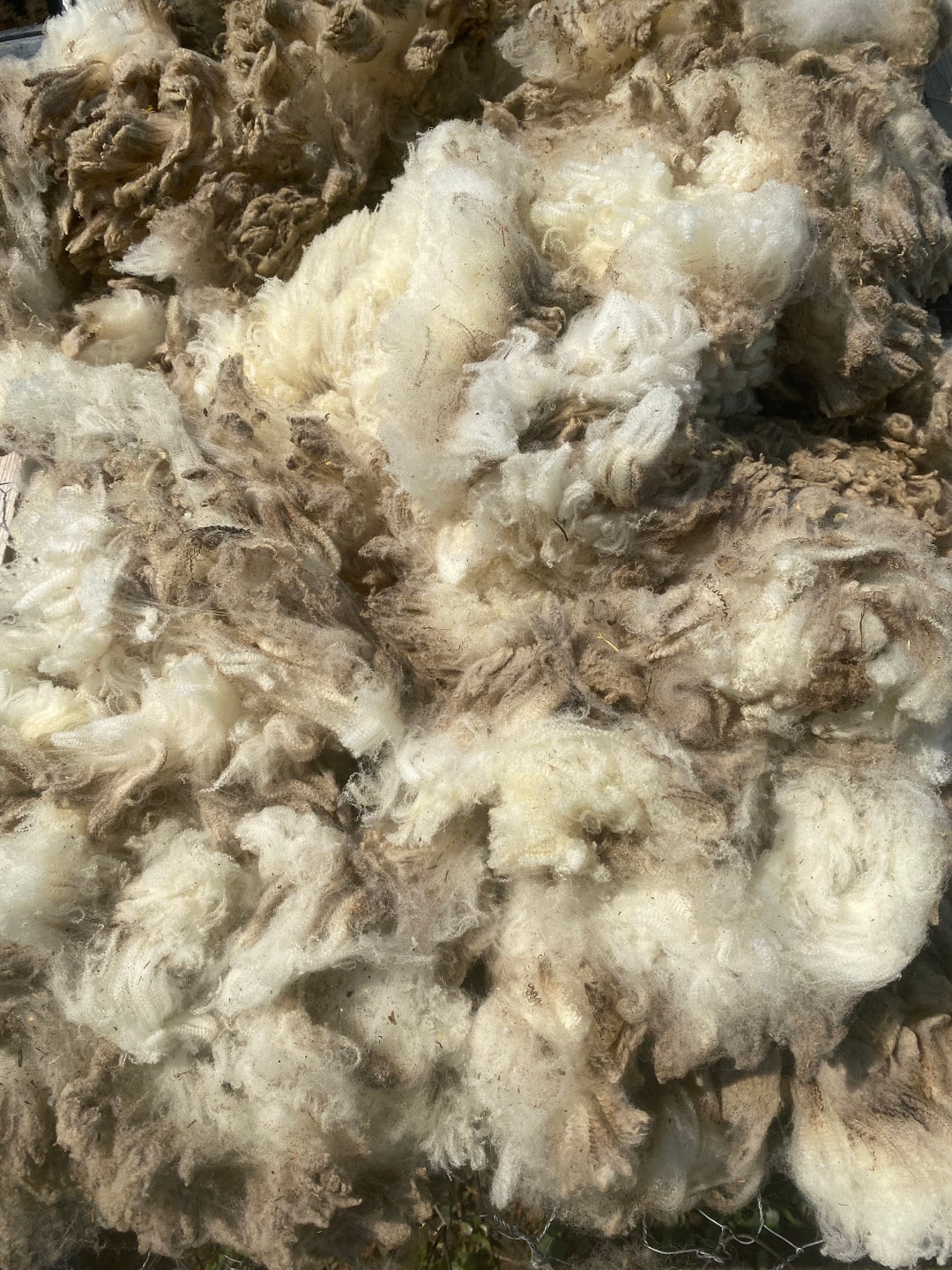Merino Wool Raw Fleece White 4 Lbs 13 Oz “una” Fresh Sheared 6/24 ...