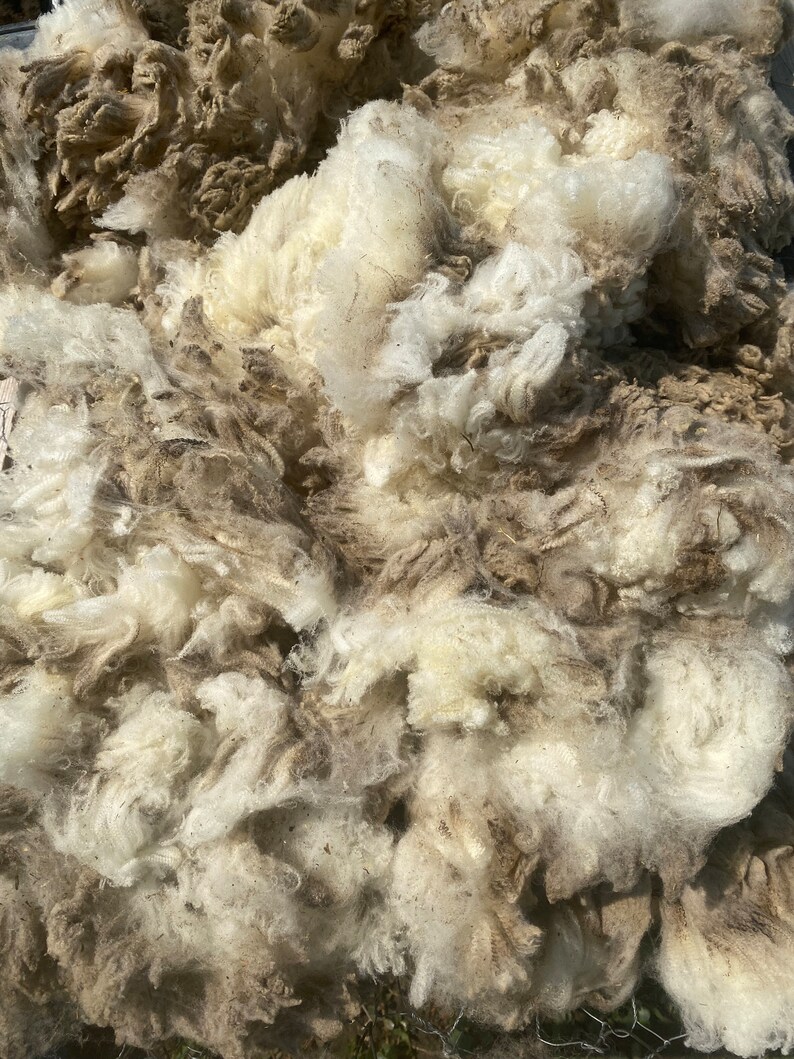 Merino Wool Raw Fleece White 4 Lbs 13 Oz “una” Fresh Sheared 6/24 ...