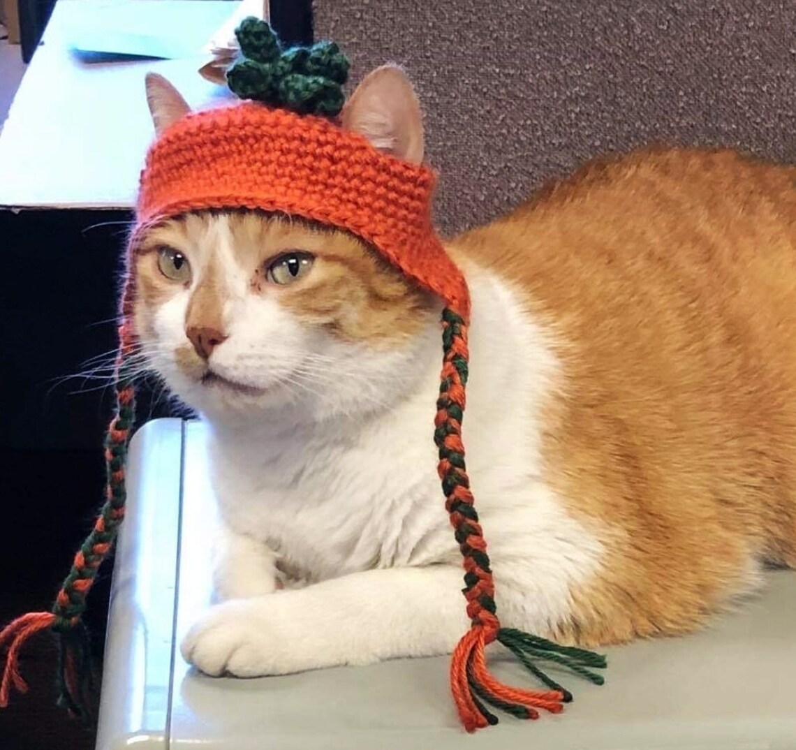 Hats for Cats novelty pet gifts | Etsy