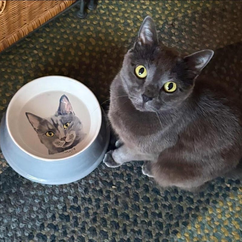 Hand Made Ceramic Pet Bowl - Etsy