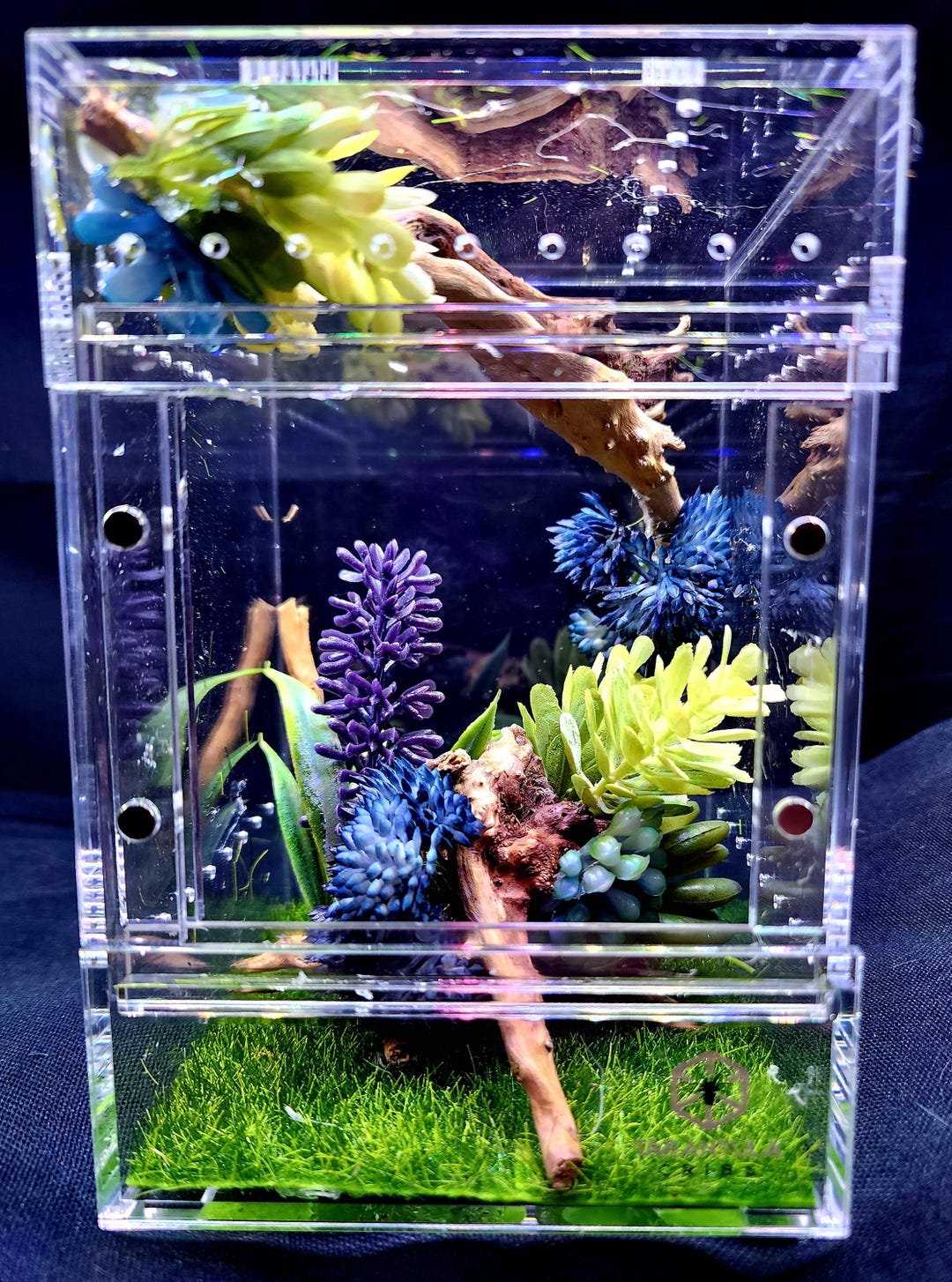 Mini Jumping Spider Enclosure - Etsy