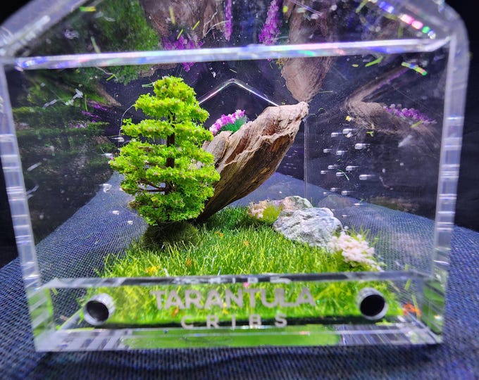 Mini Jumping Spider Enclosure - Etsy