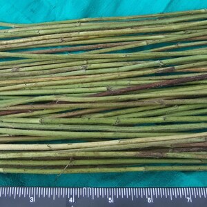 50 Yarrow Stalks Stems Sticks for I Ching Chinese Divination 9 Inch ...
