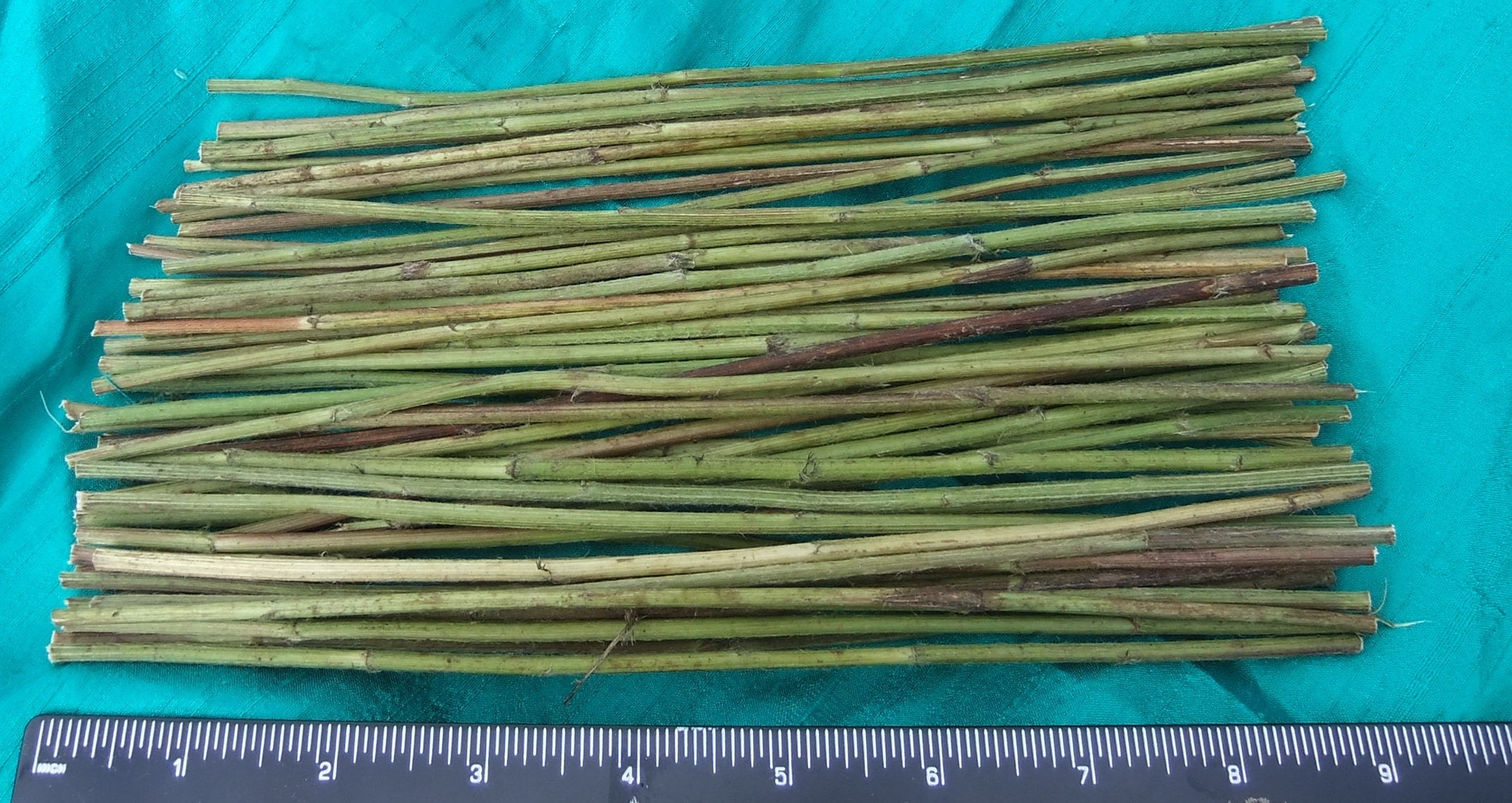 50 Yarrow Stalks Stems Sticks for I Ching Chinese Divination 9 Inch ...