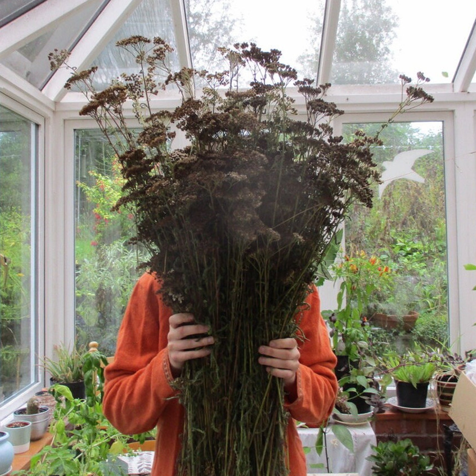 50 Yarrow Stalks Stems Sticks for I Ching Chinese Divination 9 Inch ...