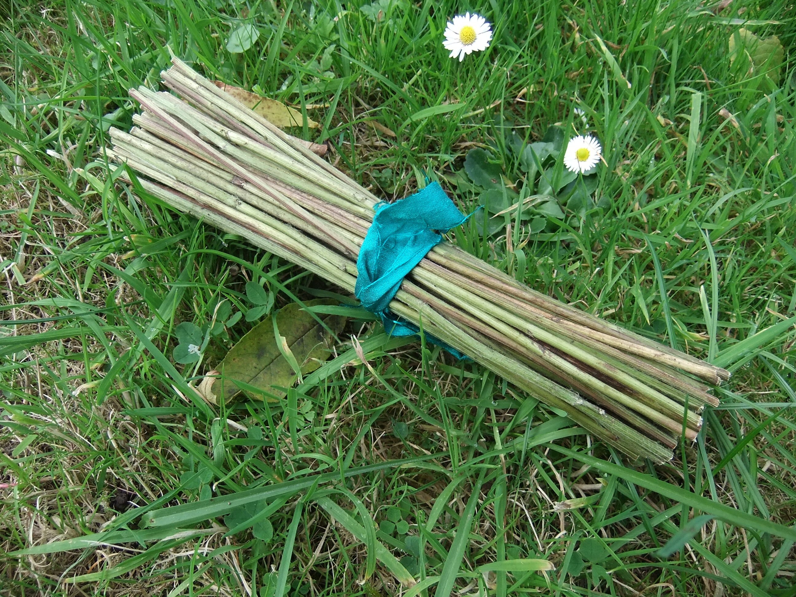 50 Yarrow Stalks Stems Sticks for I Ching Chinese Divination 9 Inch ...