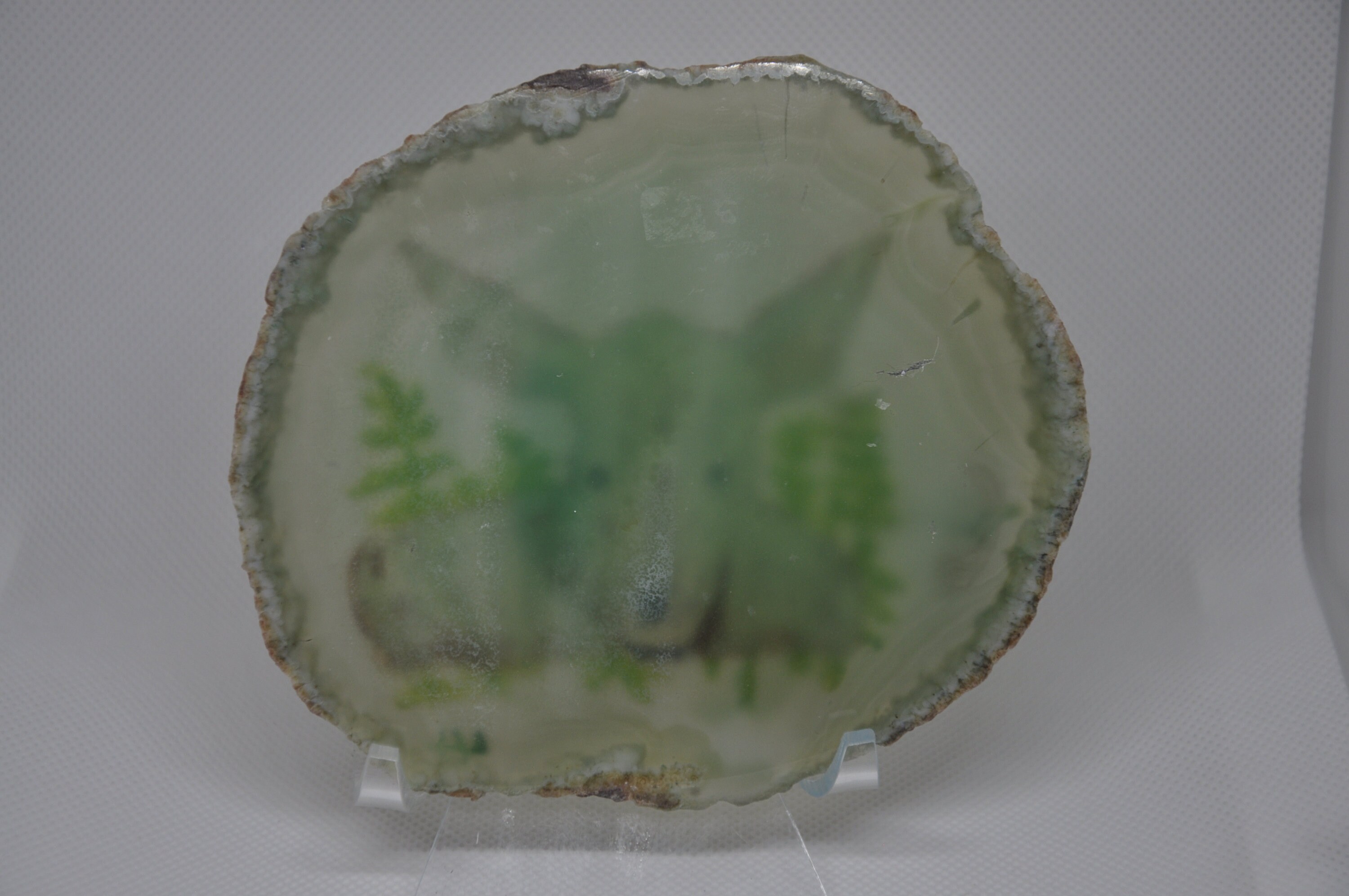 Darling Fawn Hiding in the Ferns Painted on an Agate Stone Slice - Etsy