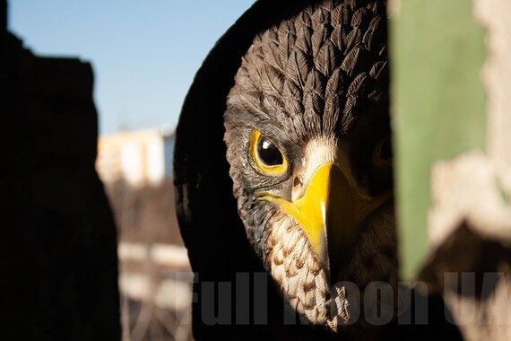 Bird's Mask for Cosplay or Carnival Mask Falcon | Etsy