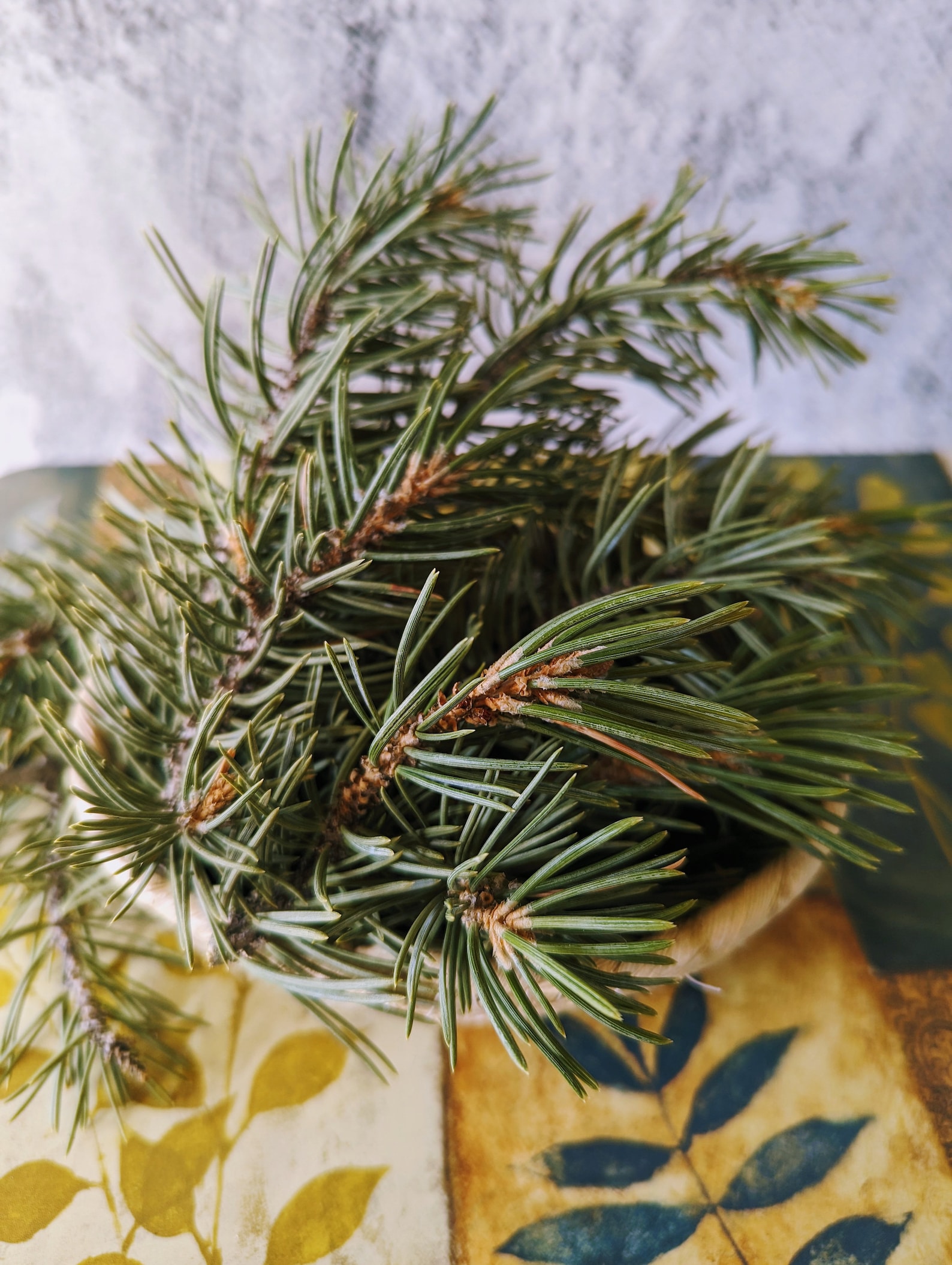 Wild Harvested, Pinyon Pine Needles, Pinion Pine, Pinyon Pine Tea, 4oz ...