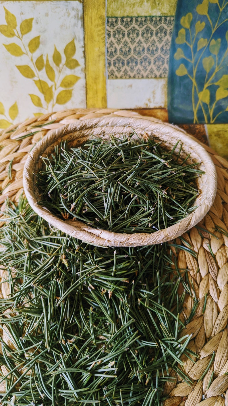 16oz Wild Harvested Pinyon Pine Needles, Pinion Pine, Pinyon Pine Tea ...