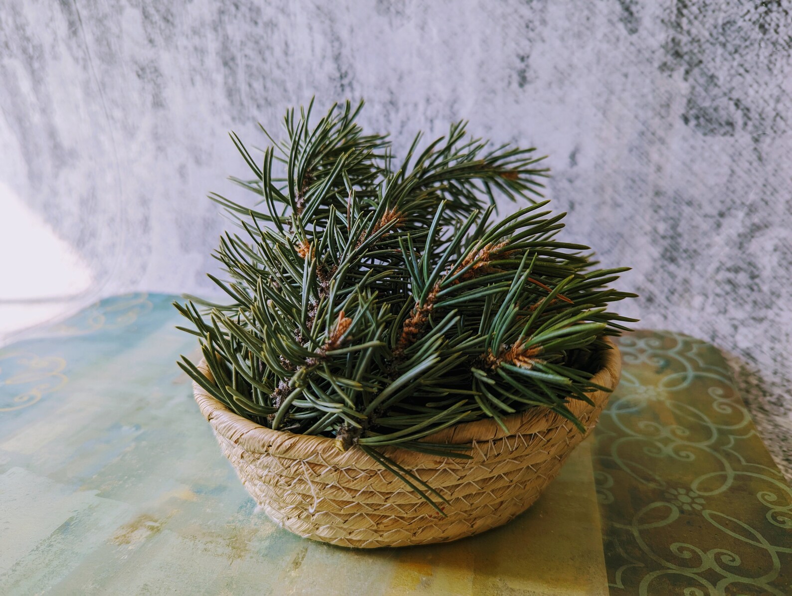 16oz Wild Harvested Pinyon Pine Needles, Pinion Pine, Pinyon Pine Tea ...