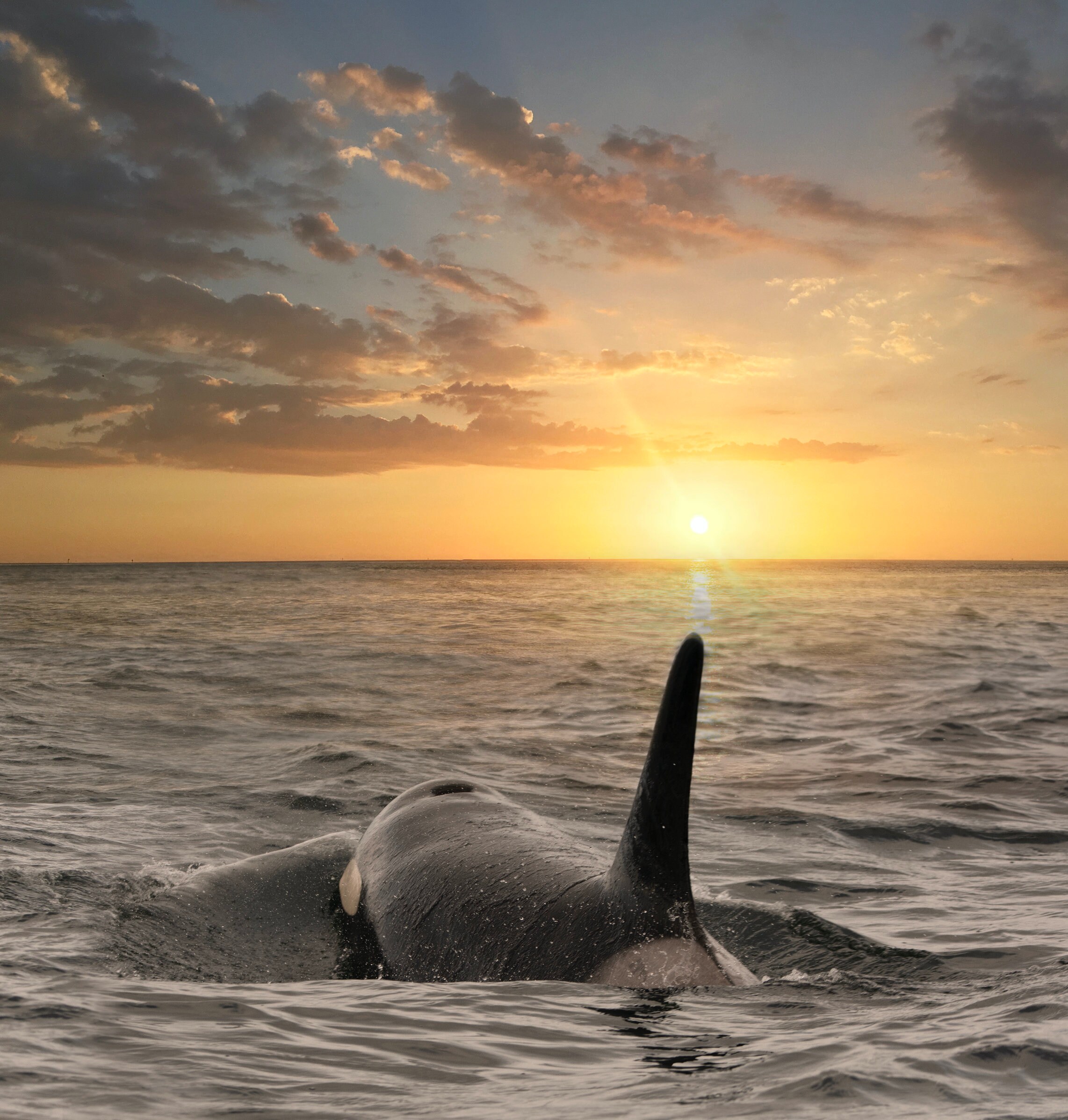 Orca Prints, Orca Art, Orca Wall Decor, Whale Wall Prints, Orca Artwork ...