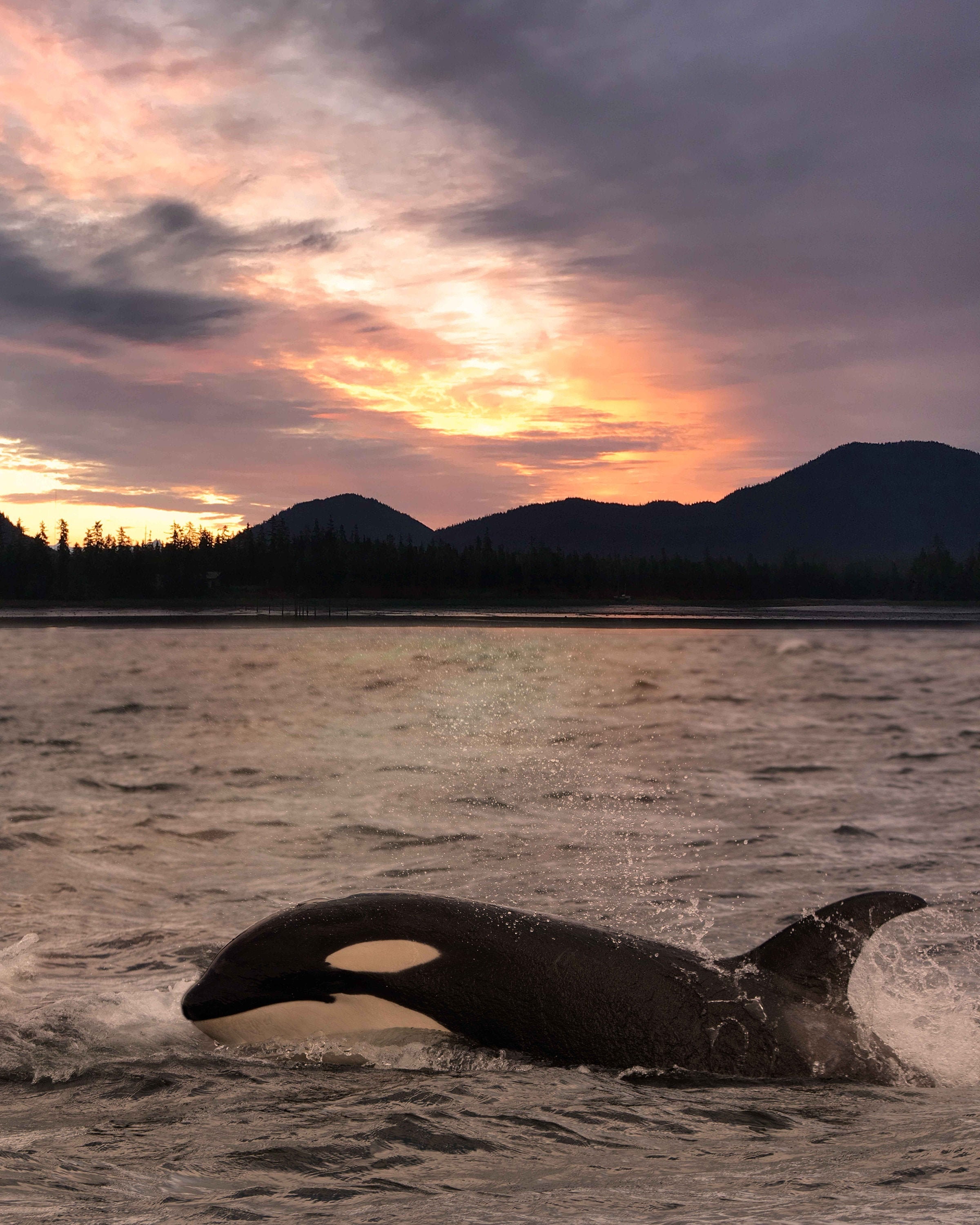 Orca, Orca Print, Orca Art, Orca at Sunset, Orca Artwork, Wall Art ...