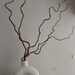 Contorted Willow, Natural Corylus, Twisted Hazel 60cm. - Etsy UK