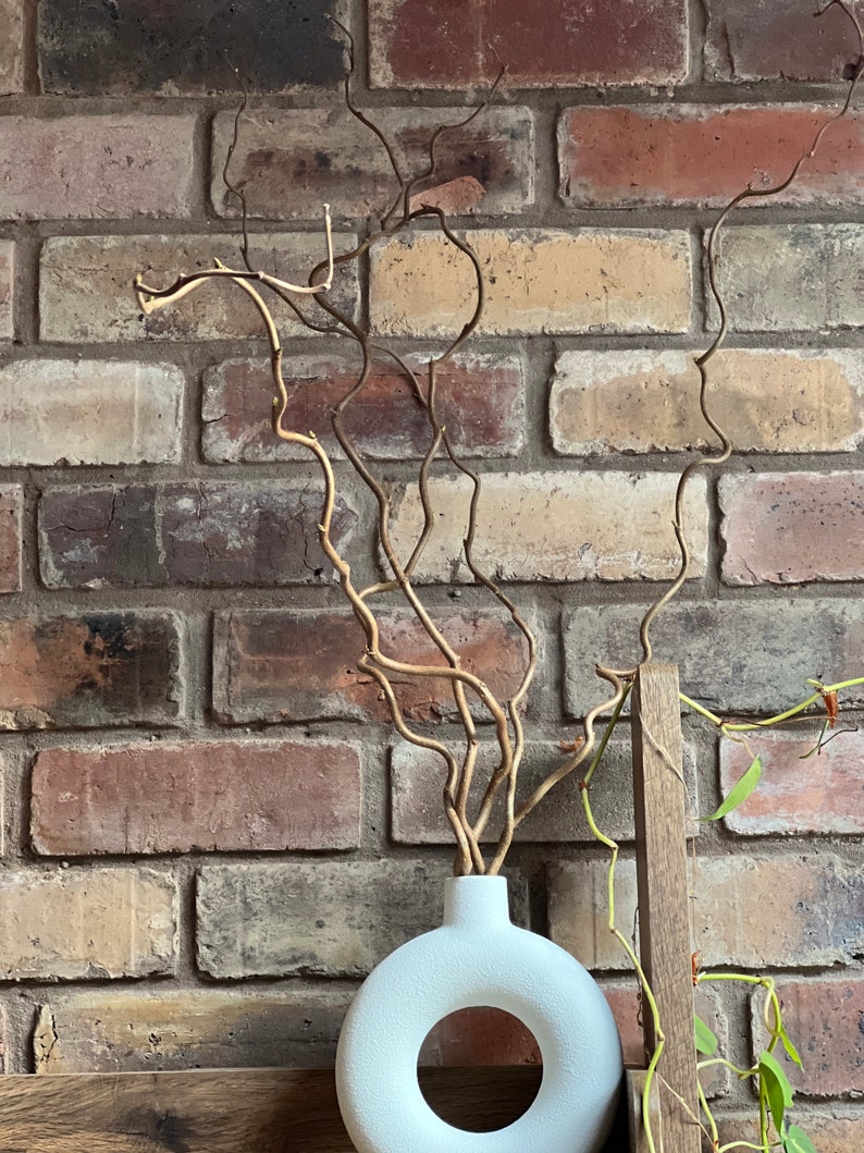 Contorted Willow Natural Corylus Twisted Hazel 60cm. - Etsy UK