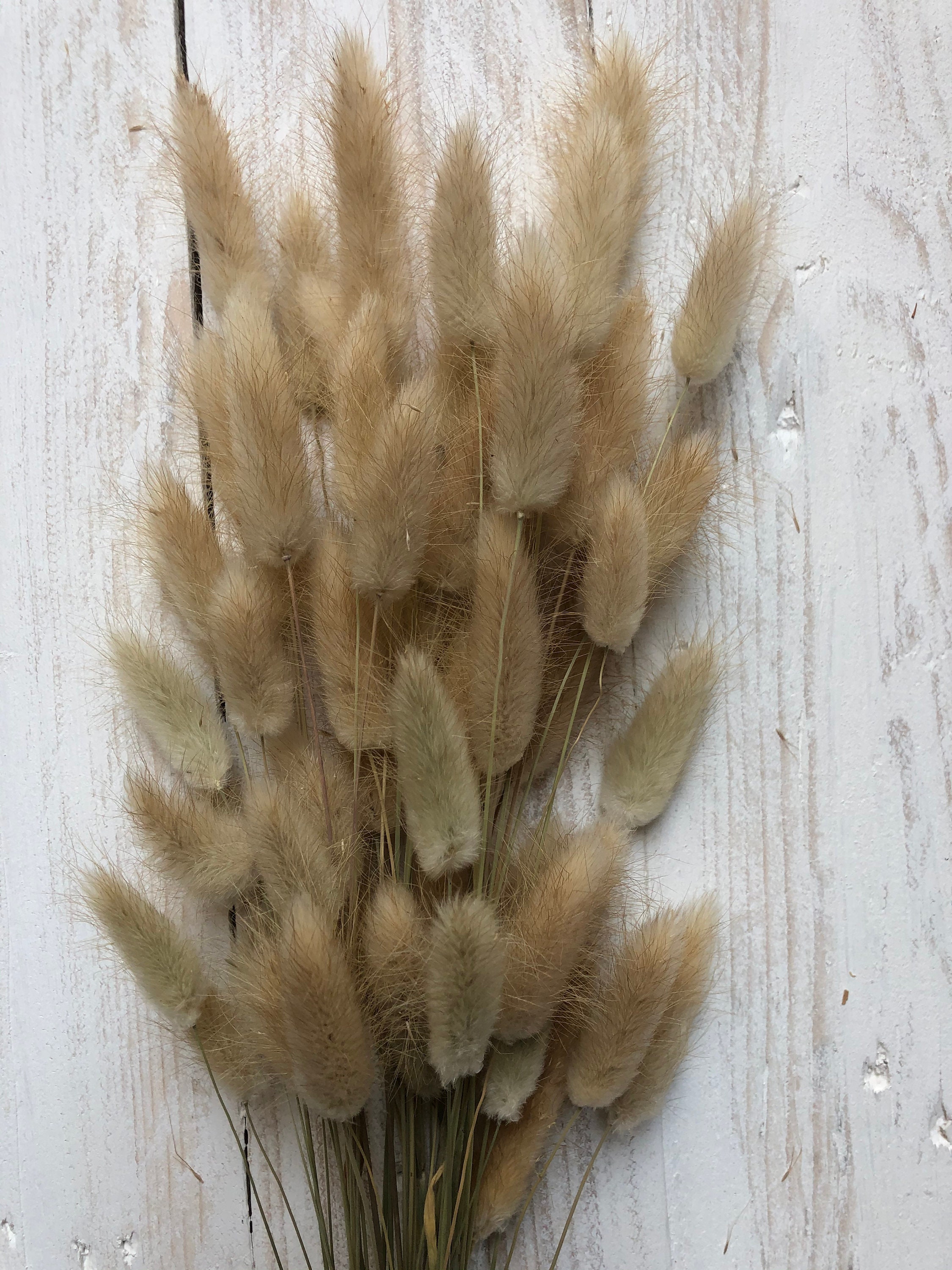 Bunny Tails Natural Bunny Tails Dried Natural Beige - Etsy UK