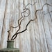 Contorted Willow, Natural Corylus, Twisted Hazel 60cm. - Etsy UK
