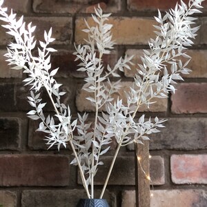 Dried Bleached Ruscus. Preserved, Bleached White Ruscus. Dried Flowers ...