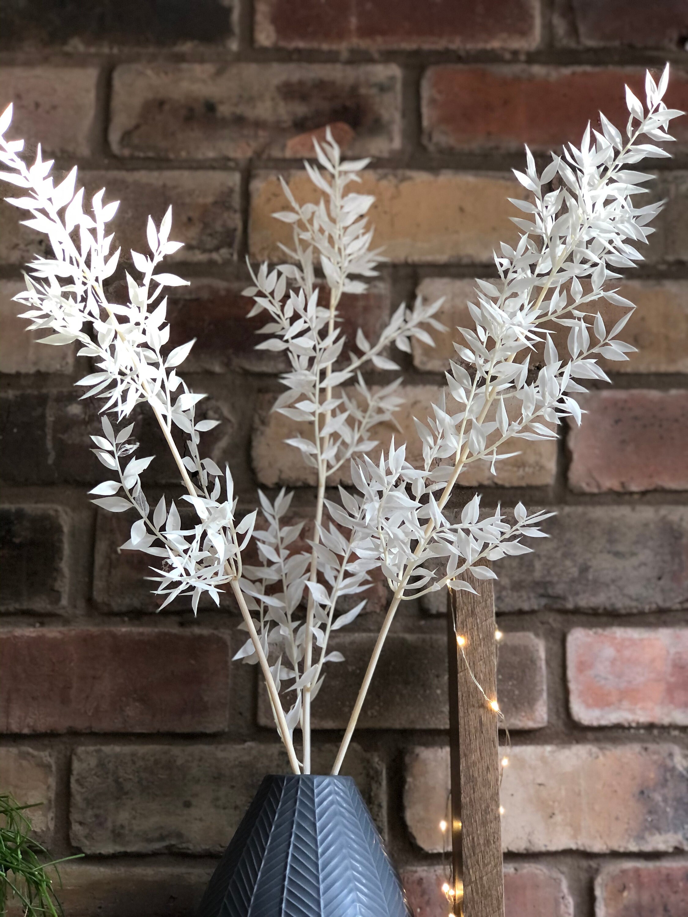 Dried Bleached Ruscus. Preserved Bleached White Ruscus. Dried - Etsy UK