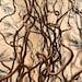 Contorted Willow, Natural Corylus, Twisted Hazel 60cm. - Etsy UK