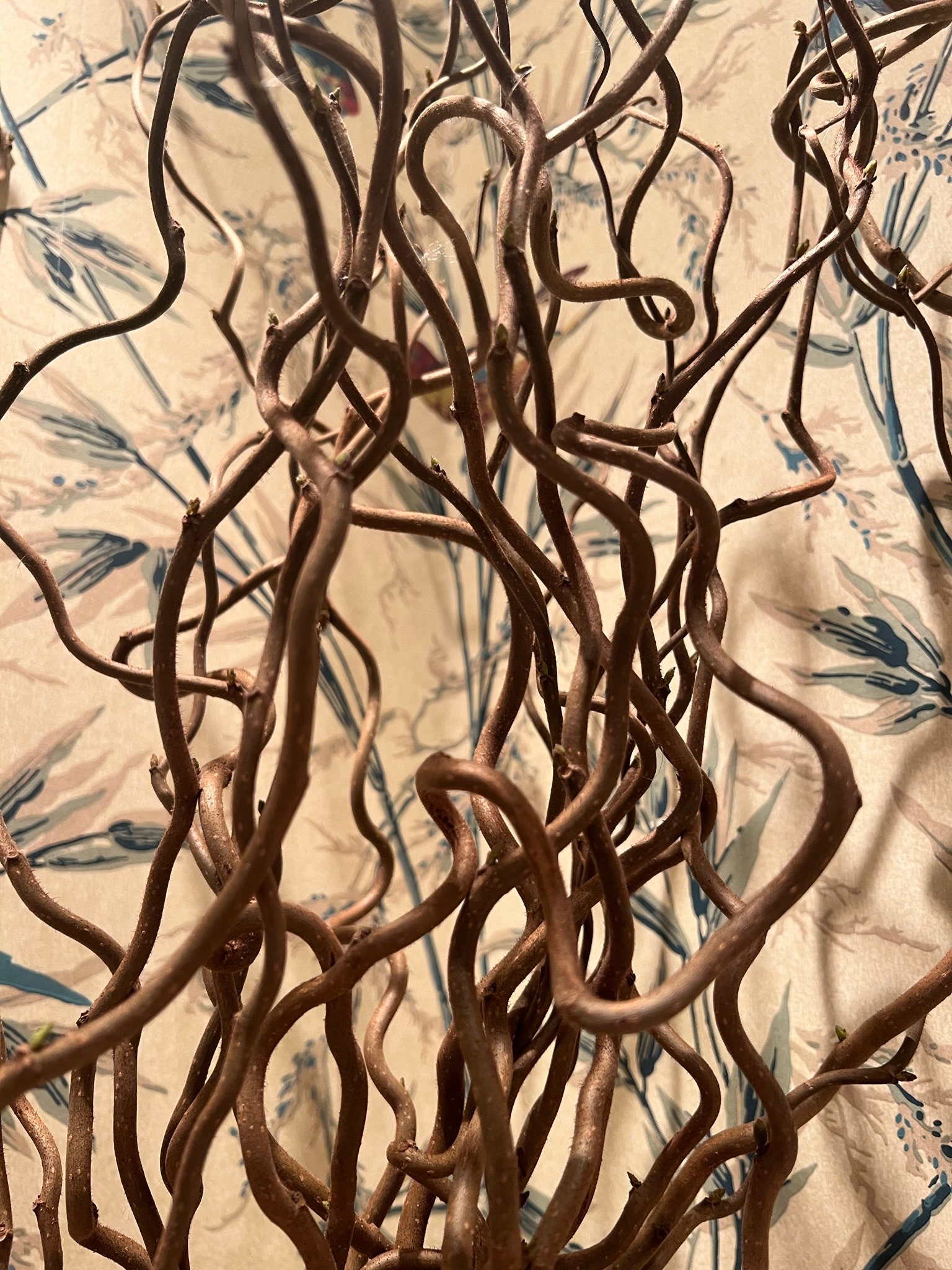 Contorted Willow Natural Corylus Twisted Hazel 60cm. - Etsy UK