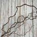 Contorted Willow, Natural Corylus, Twisted Hazel 60cm. - Etsy UK