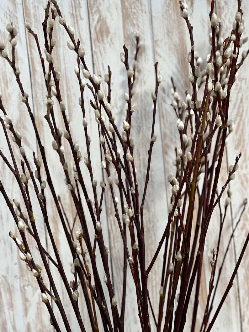 Tall Pussy Willow Fresh Salix 90/100cm 10/20 Stems - Etsy UK