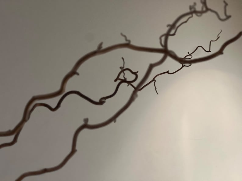 Contorted Willow Natural Corylus Twisted Hazel 60cm. - Etsy UK
