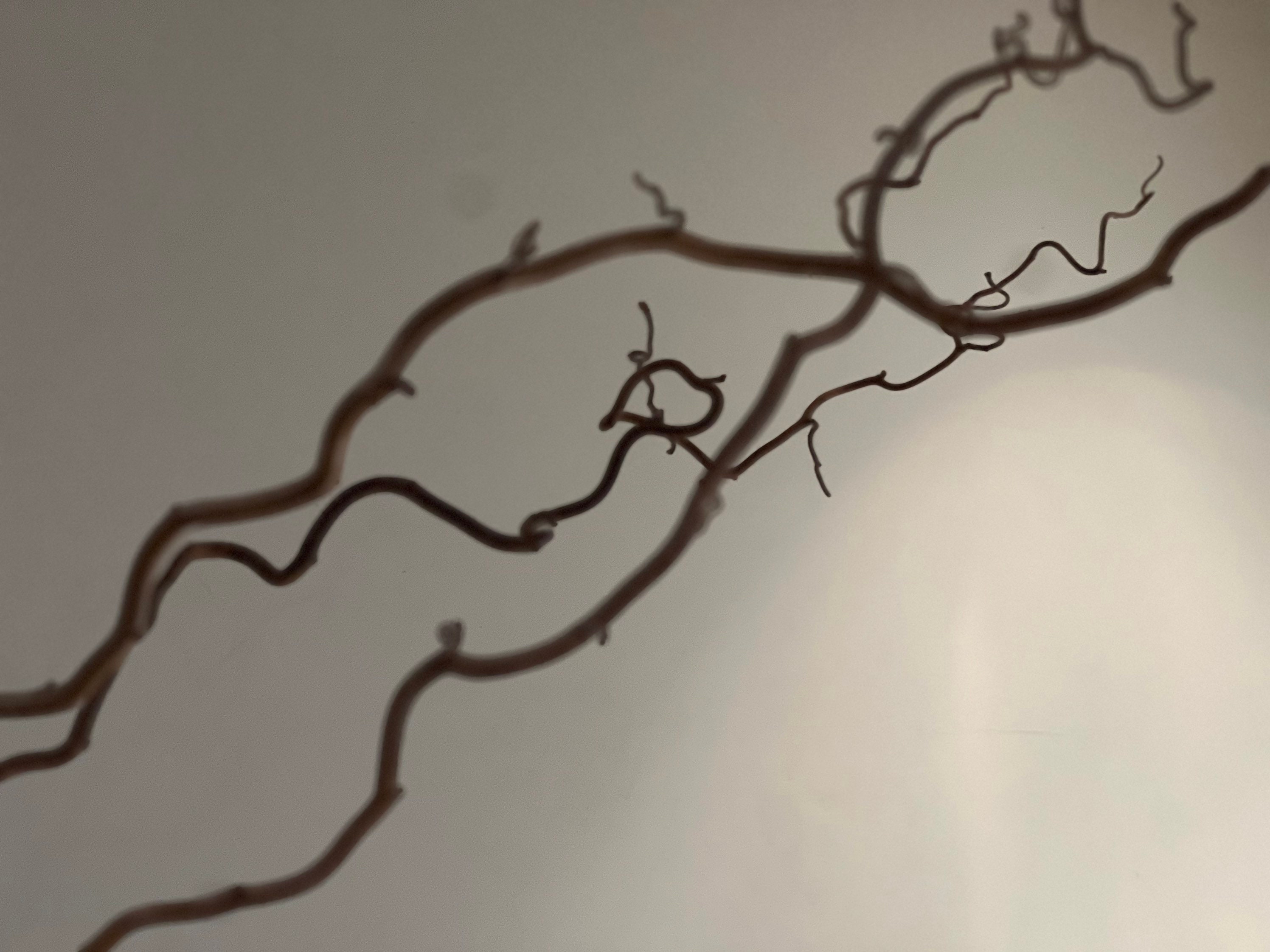 Contorted Willow Natural Corylus Twisted Hazel 60cm. - Etsy UK