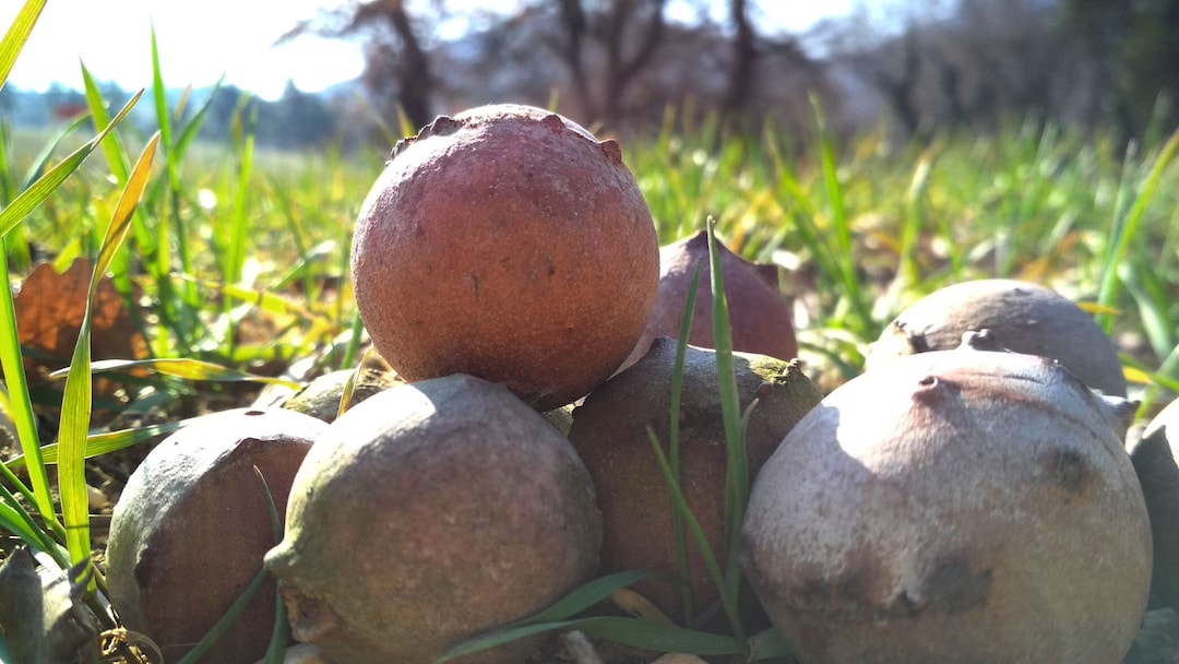 Oak Gall Nuts, 120g - Etsy