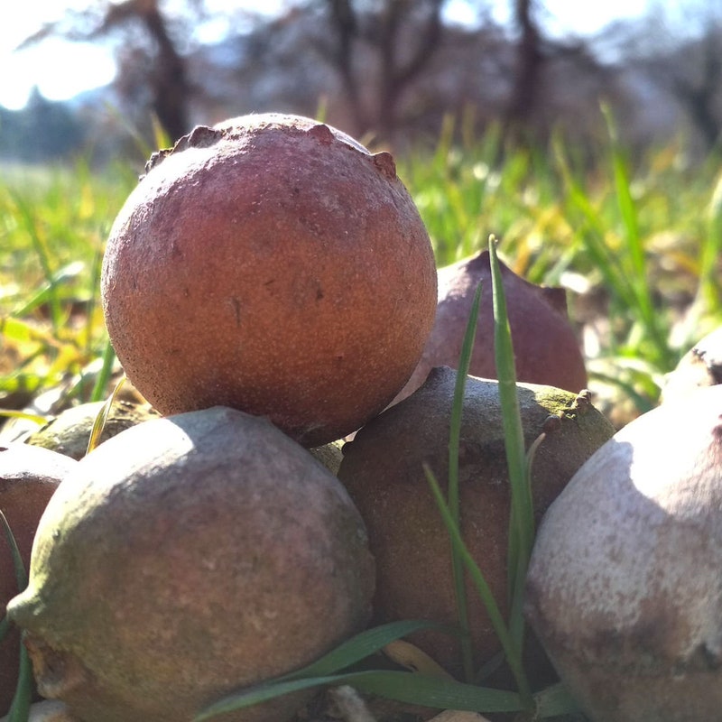 Iron Gall Ink - Etsy