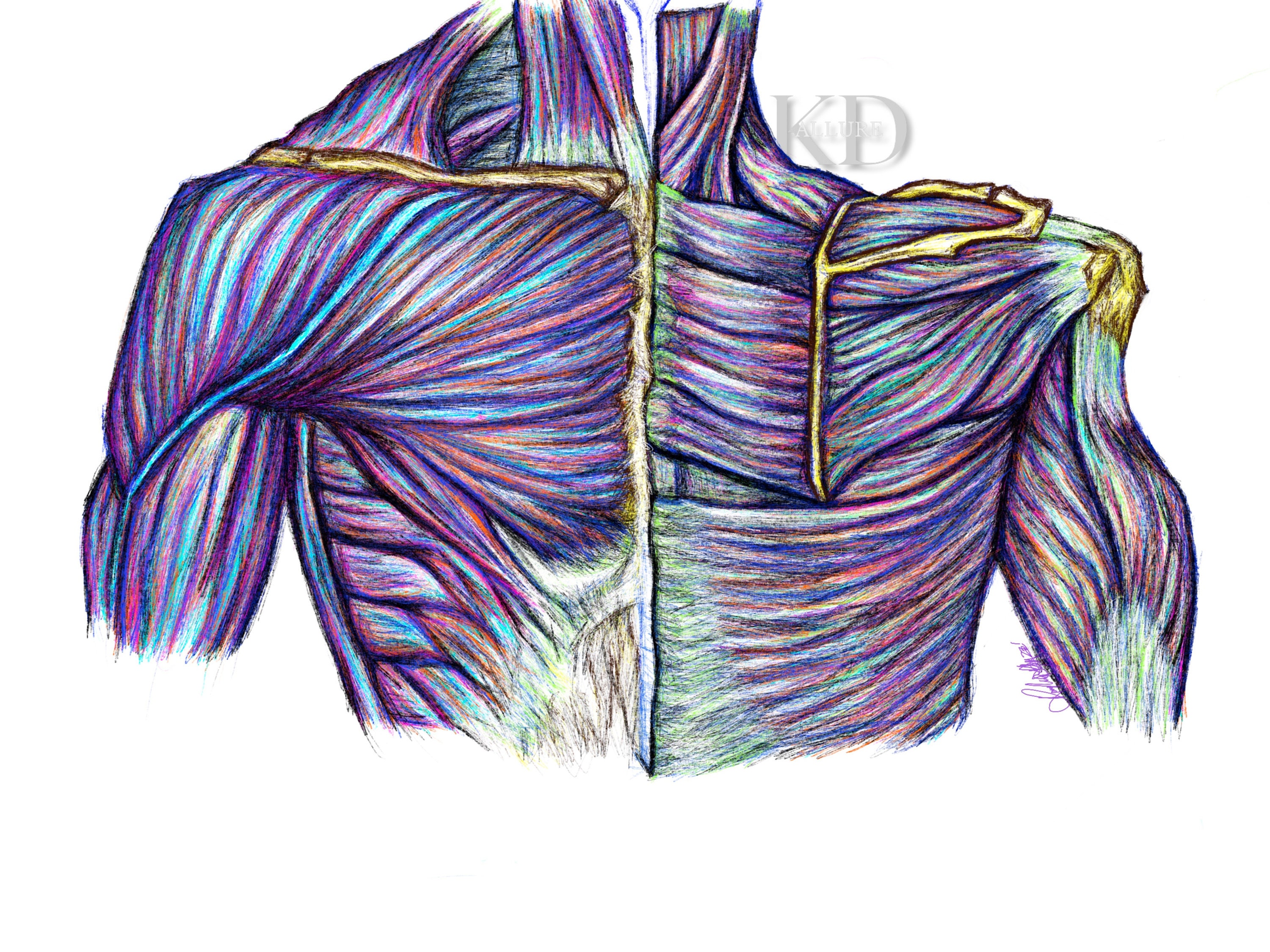 Front/back Muscles of Torso - Anatomy Drawing, Vivid Colors, Digital ...
