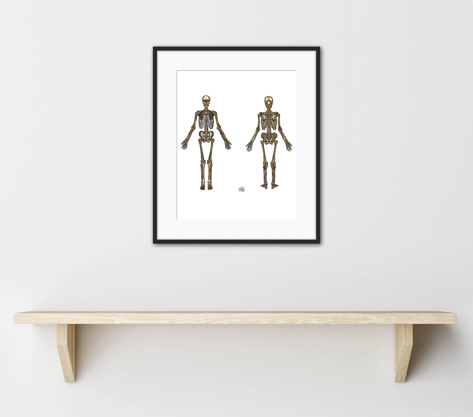 Skeletal System, Anterior Posterior Front Back -vibrant Colors,digital ...