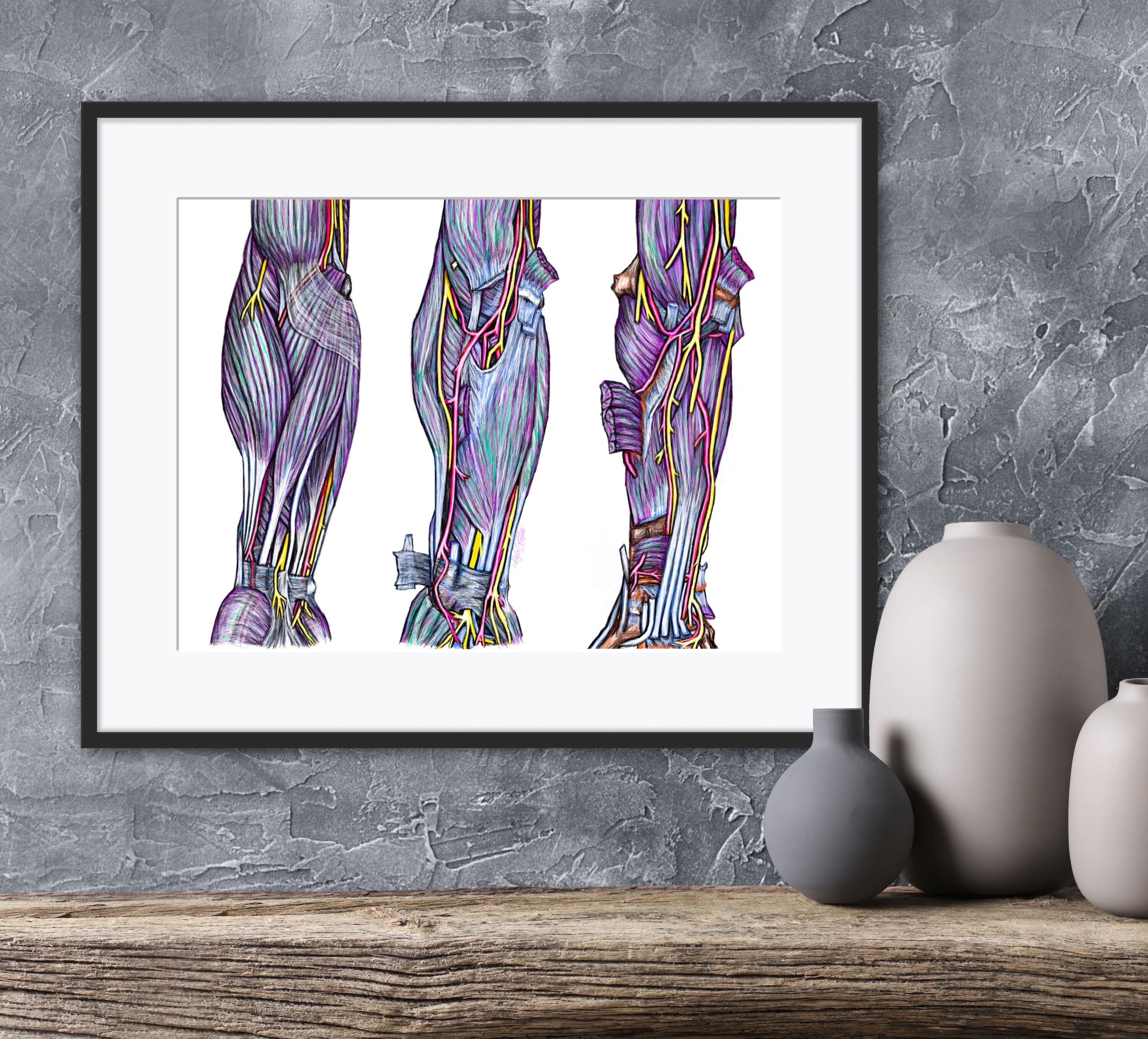 Muscles of Forearm Anterior View 3 Layers-vibrant Colors Digital Hand ...