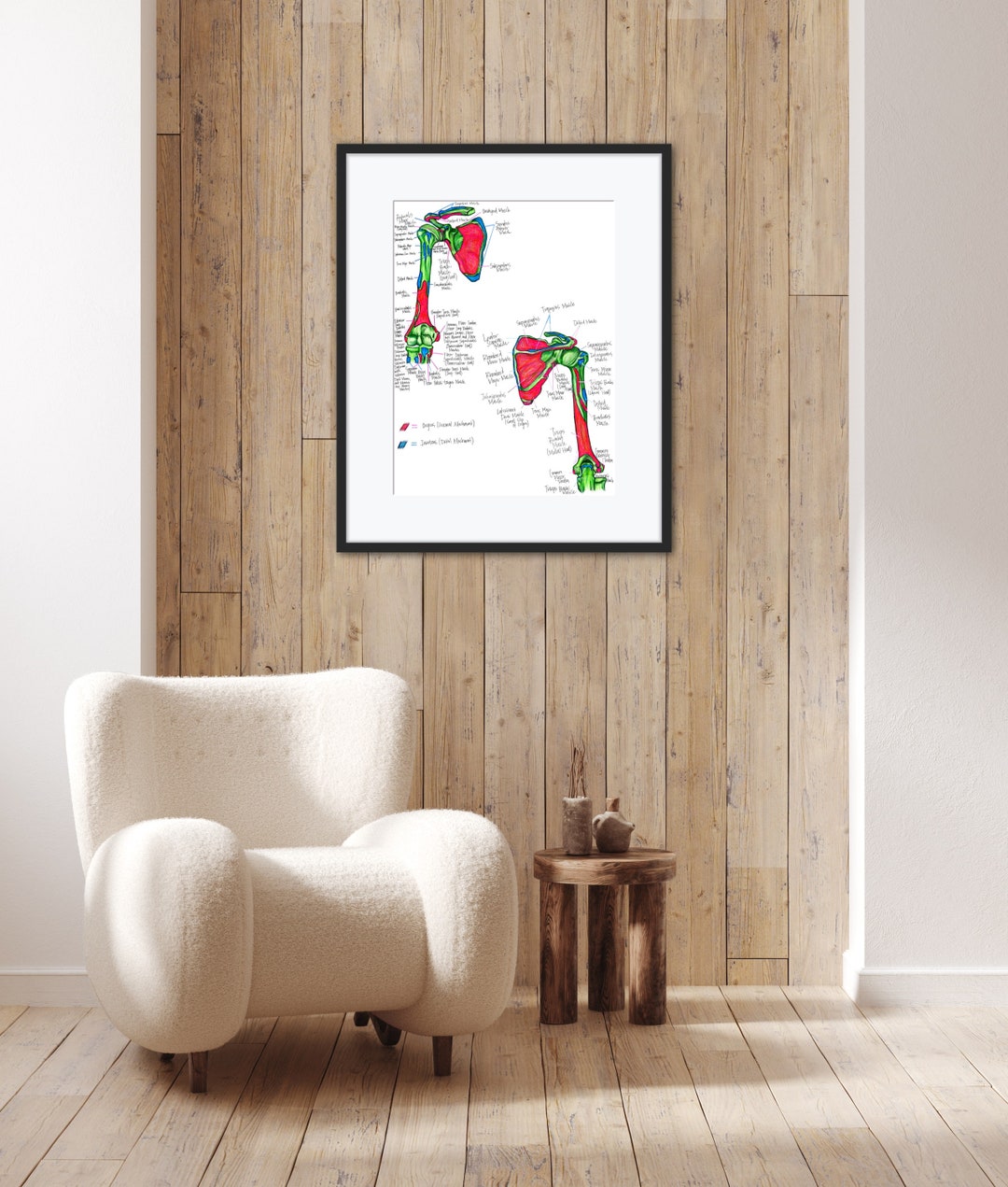 Origins and Insertions Shoulder -vibrant Colors,digital Hand Drawn Art, iPad Drawing, Anatomy ...