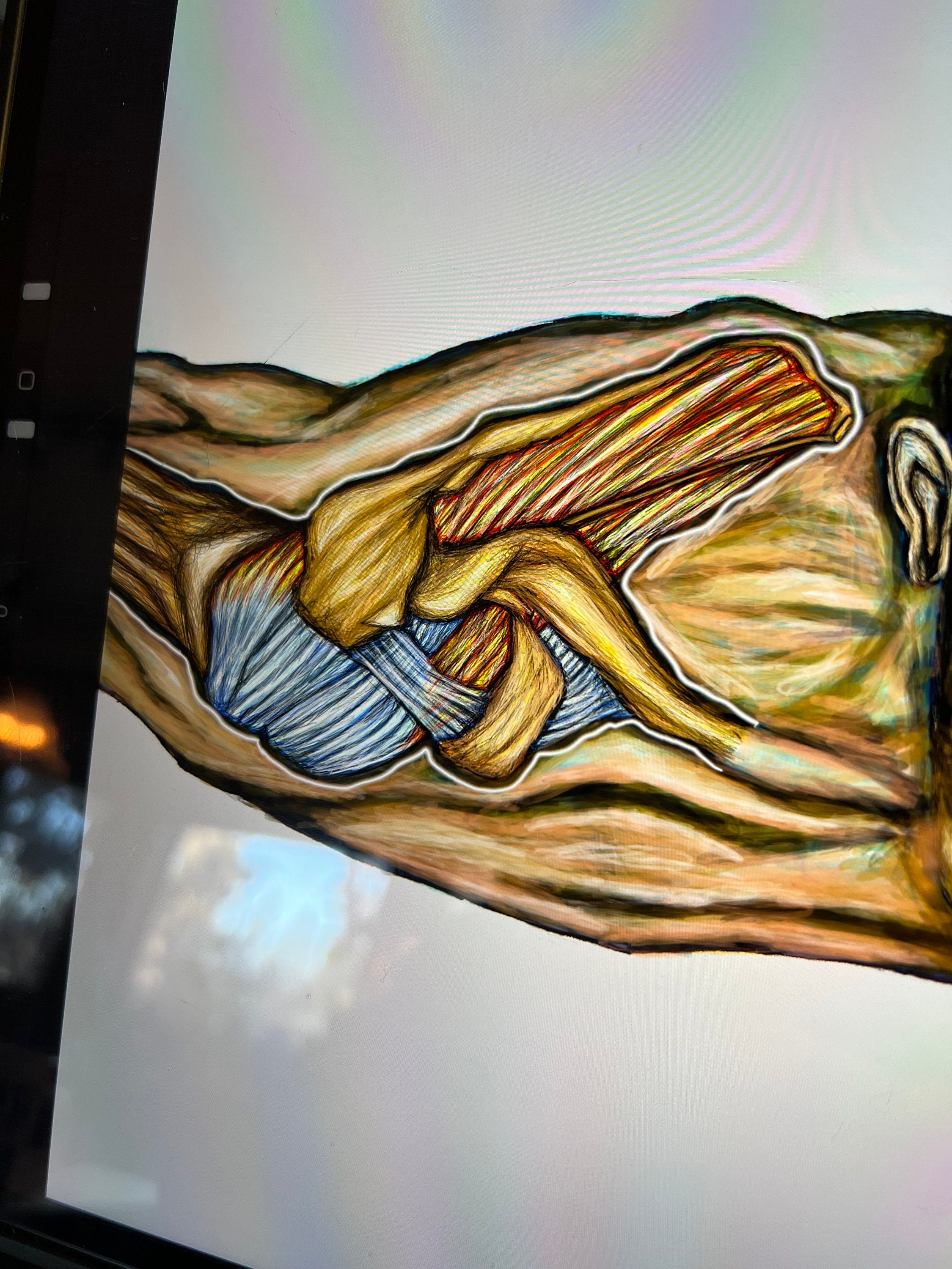 Top View of Rotator Cuff, Shoulder Joint V. 2.0 vibrant Digital Hand ...