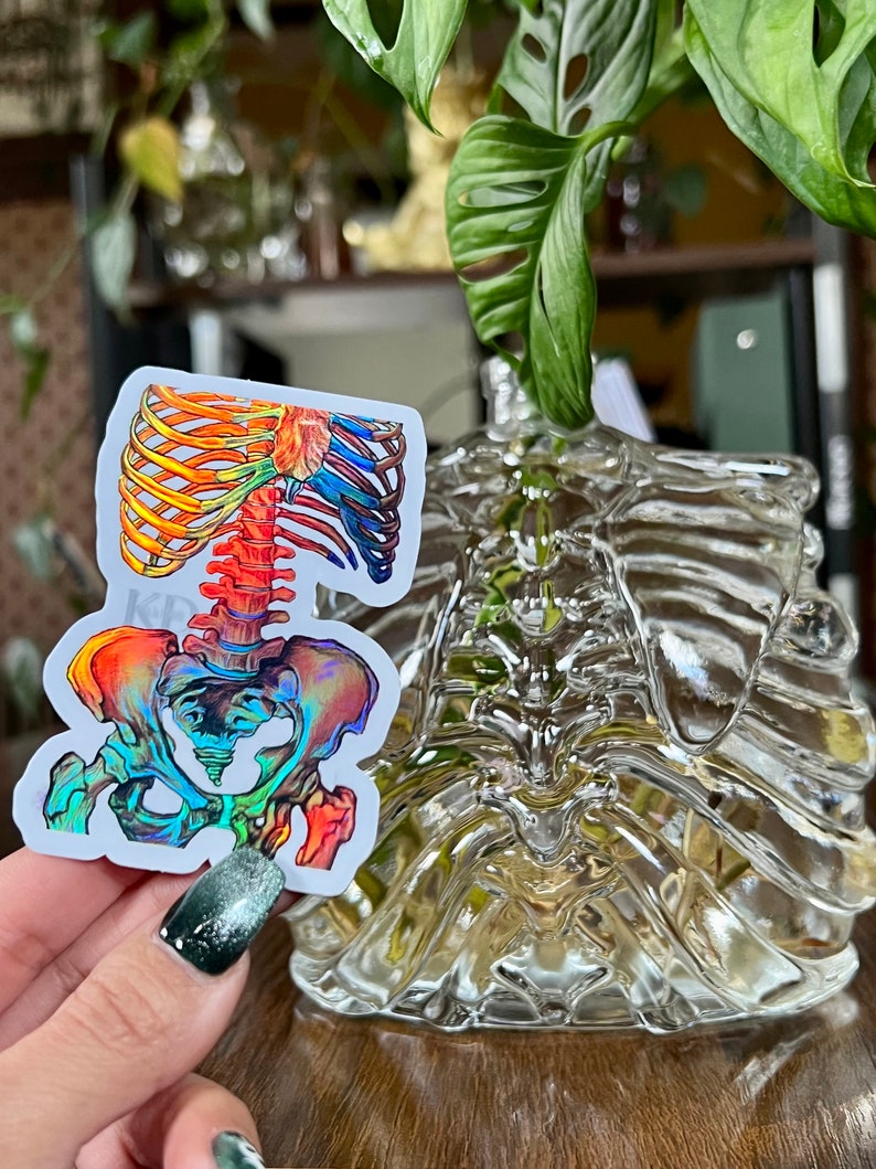 Anatomy Sticker Stickers - Bony Framework of Thorax, Holographic ...
