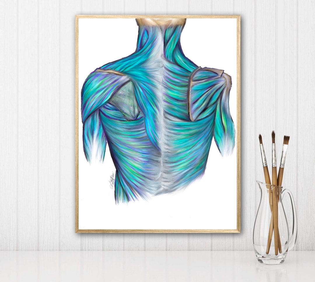 Muscles of Back, Superficial Deep Layer-digital Hand Drawn Art, iPad ...