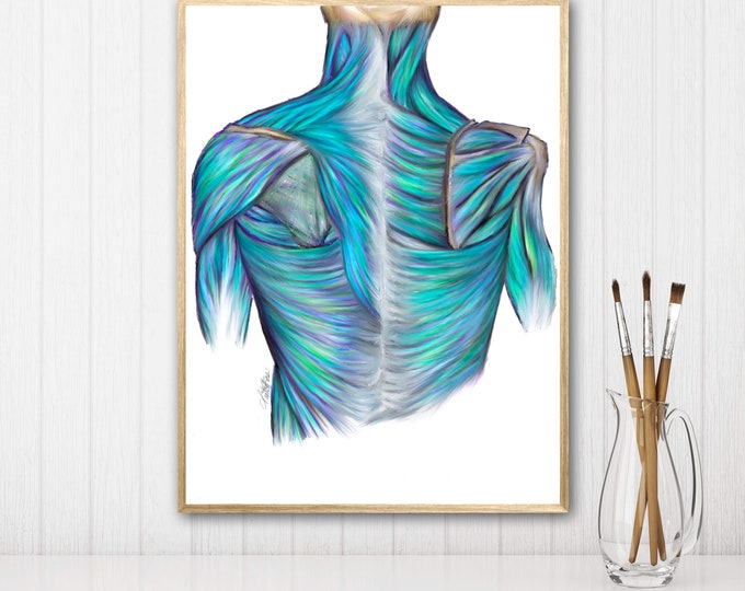 Muscles of Back, Superficial Deep Layer-digital Hand Drawn Art, iPad ...