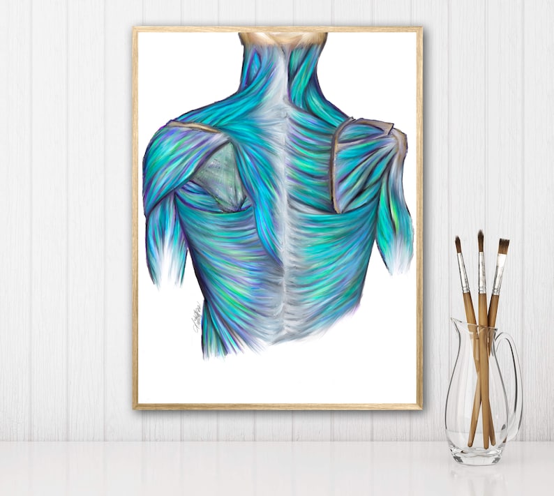 Muscles of Back, Superficial Deep Layer-digital Hand Drawn Art, iPad ...