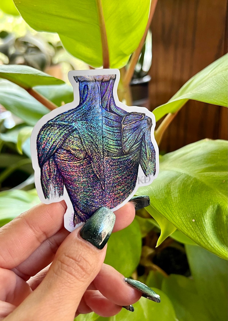 Muscles of Back, Superficial Deep Layer V. 2.0 digital Hand Drawn Art ...