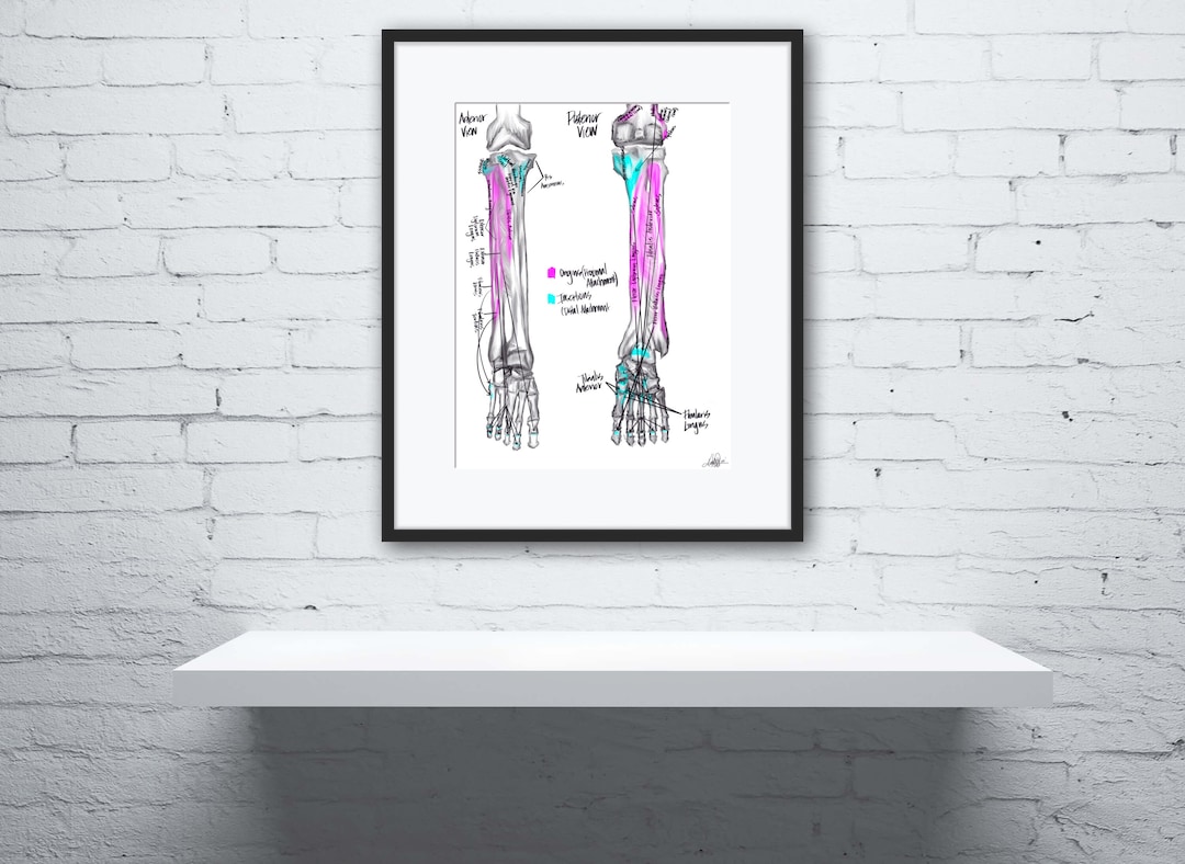 Origins Insertions of Lower Extremity-vibrant Colors,digital Hand Drawn ...