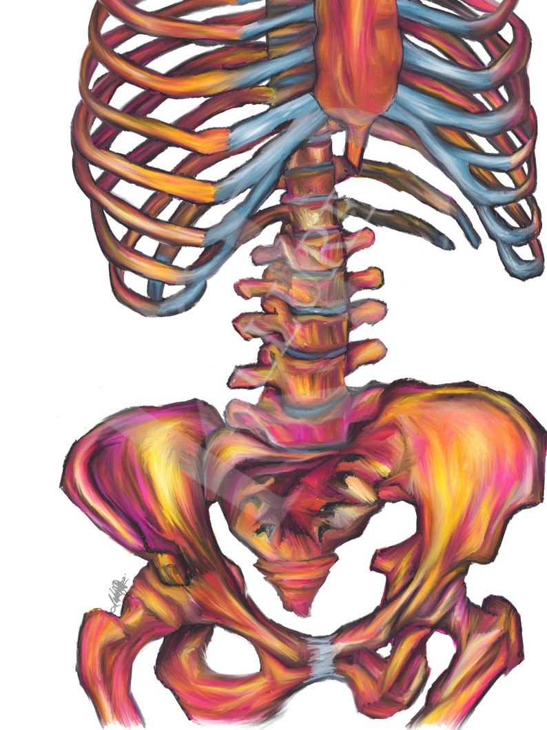 Bony Framework of Abdomen-vibrant Colors,digital Hand Drawn Art, iPad ...