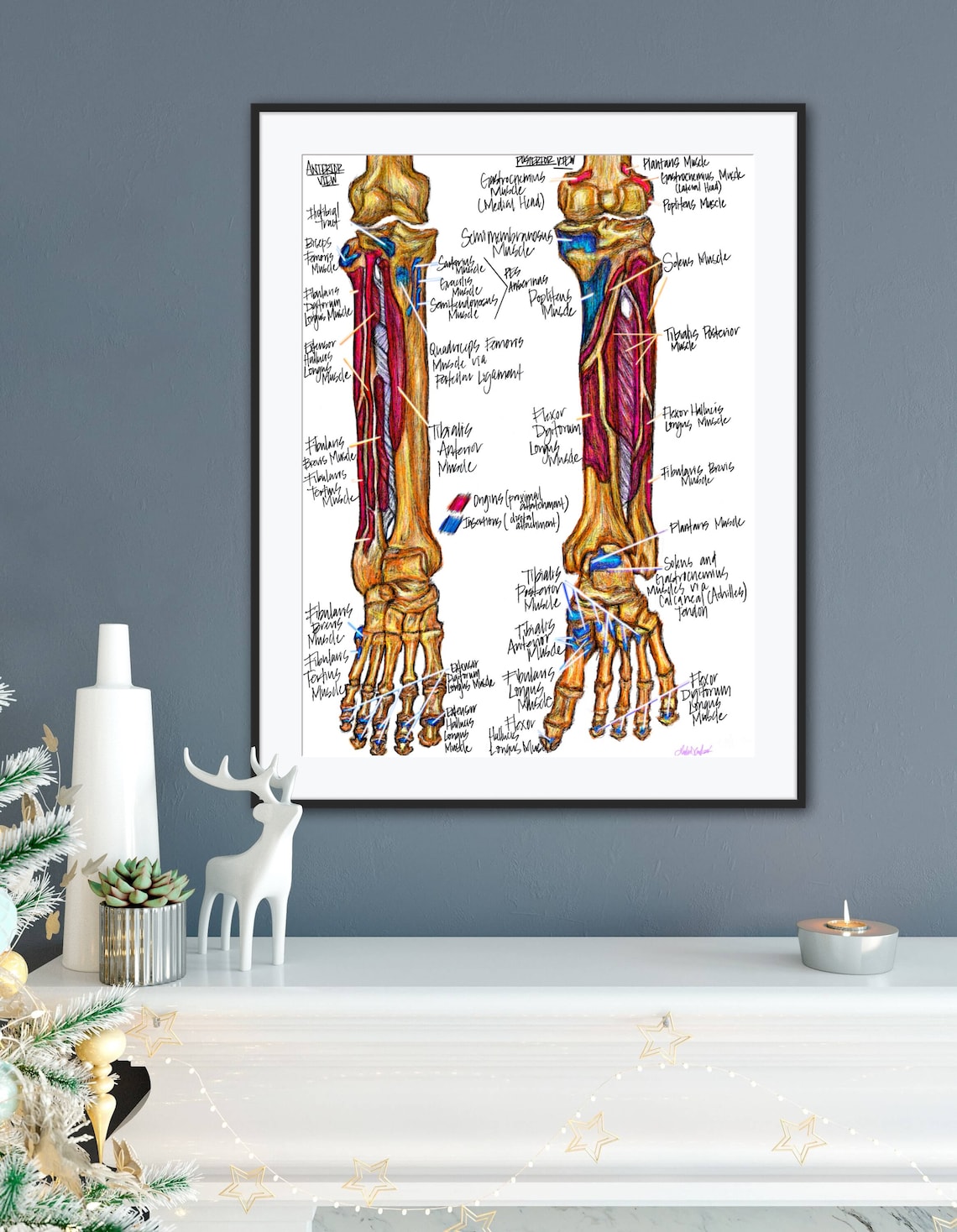 Origins Insertions of Lower Extremity 2.0 -vibrant Colors,digital Hand ...