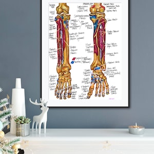 Origins Insertions of Lower Extremity 2.0 -vibrant Colors,digital Hand ...